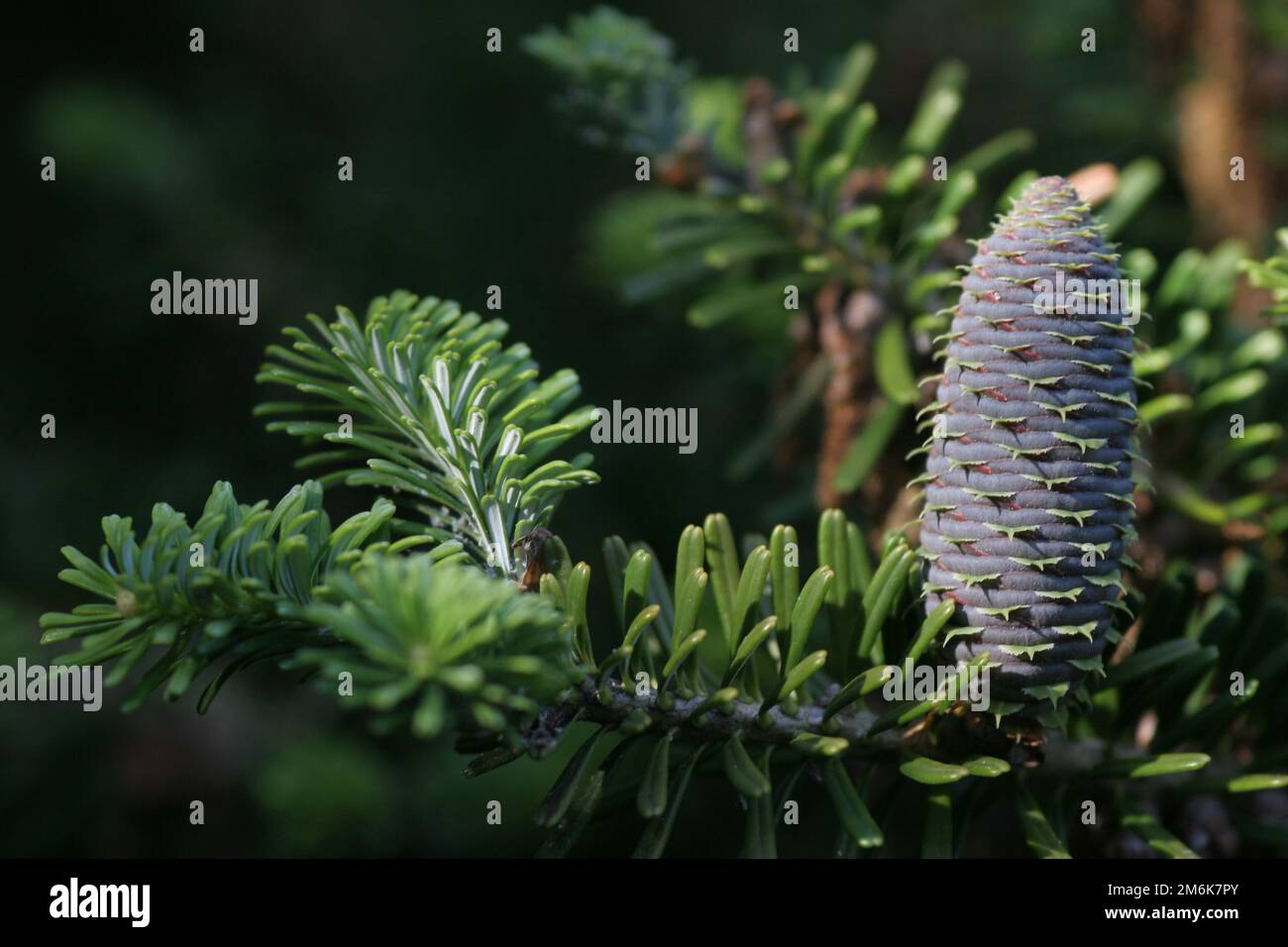 Abies koreana Banque de photographies et d’images à haute résolution ...
