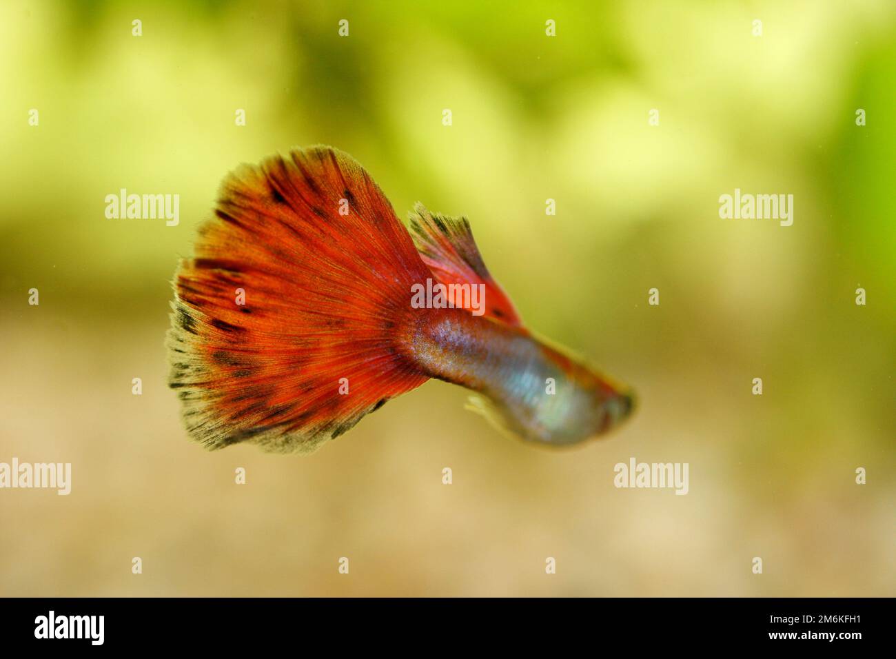 Male guppy Banque de photographies et d’images à haute résolution - Alamy