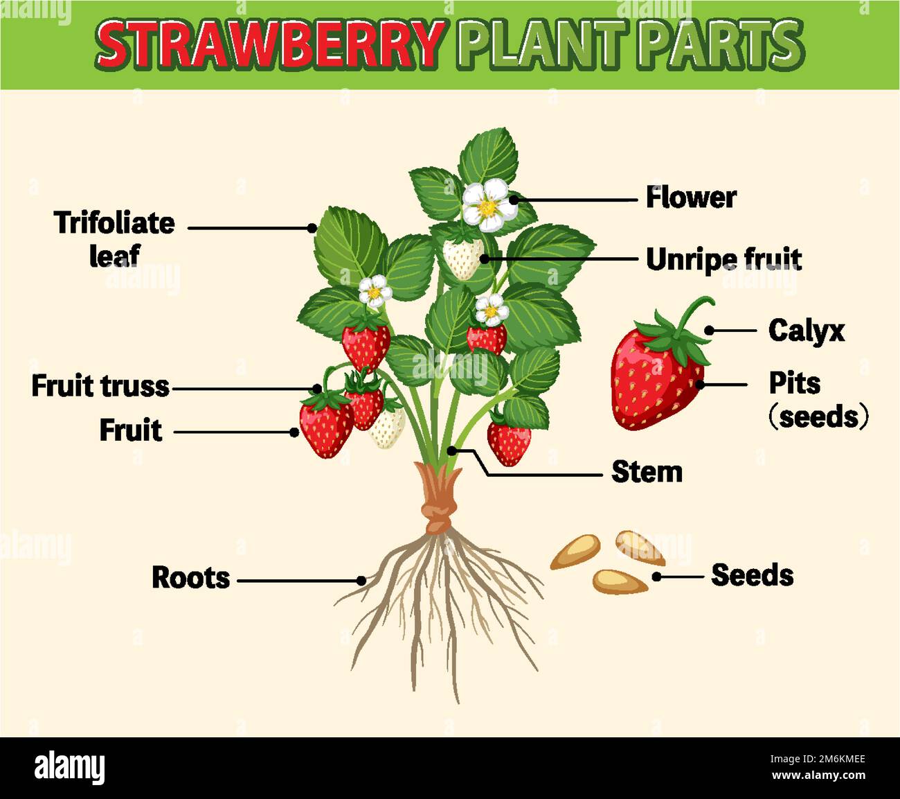 Illustration du schéma du cycle de vie de la fraise Image Vectorielle ...