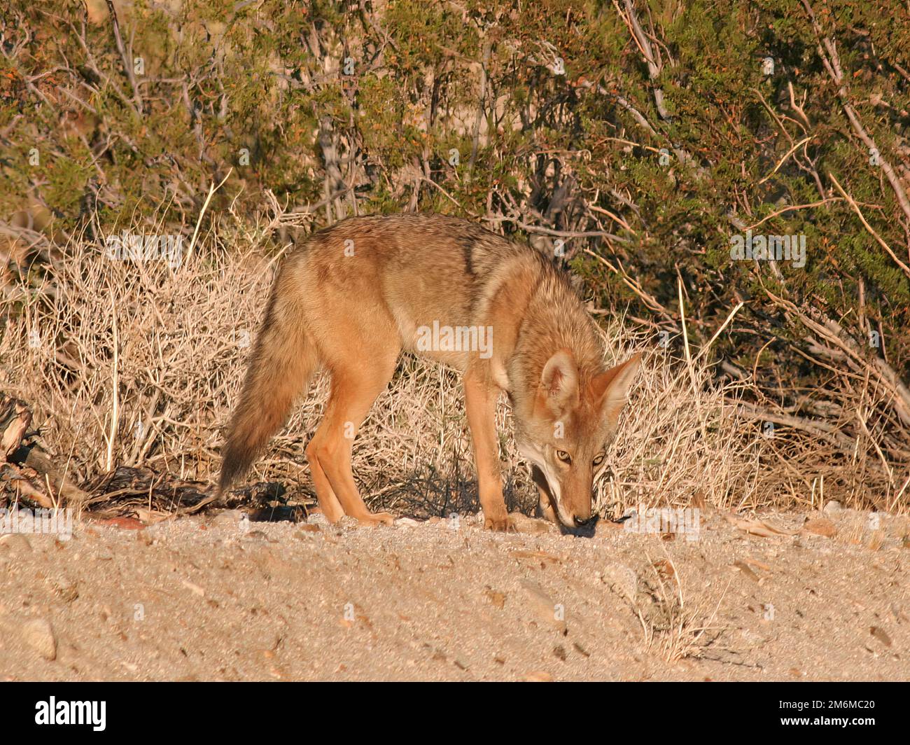Coyote sauvage californie Banque de photographies et d’images à haute ...