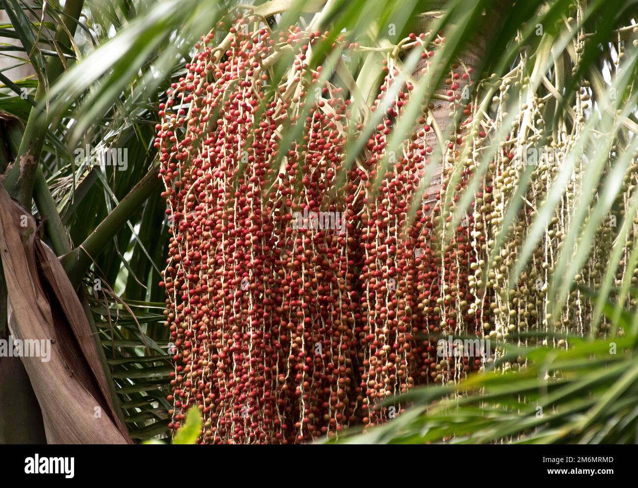 Gros plan de la tête de semence rouge vif de la palmeraie de Bangalow ...