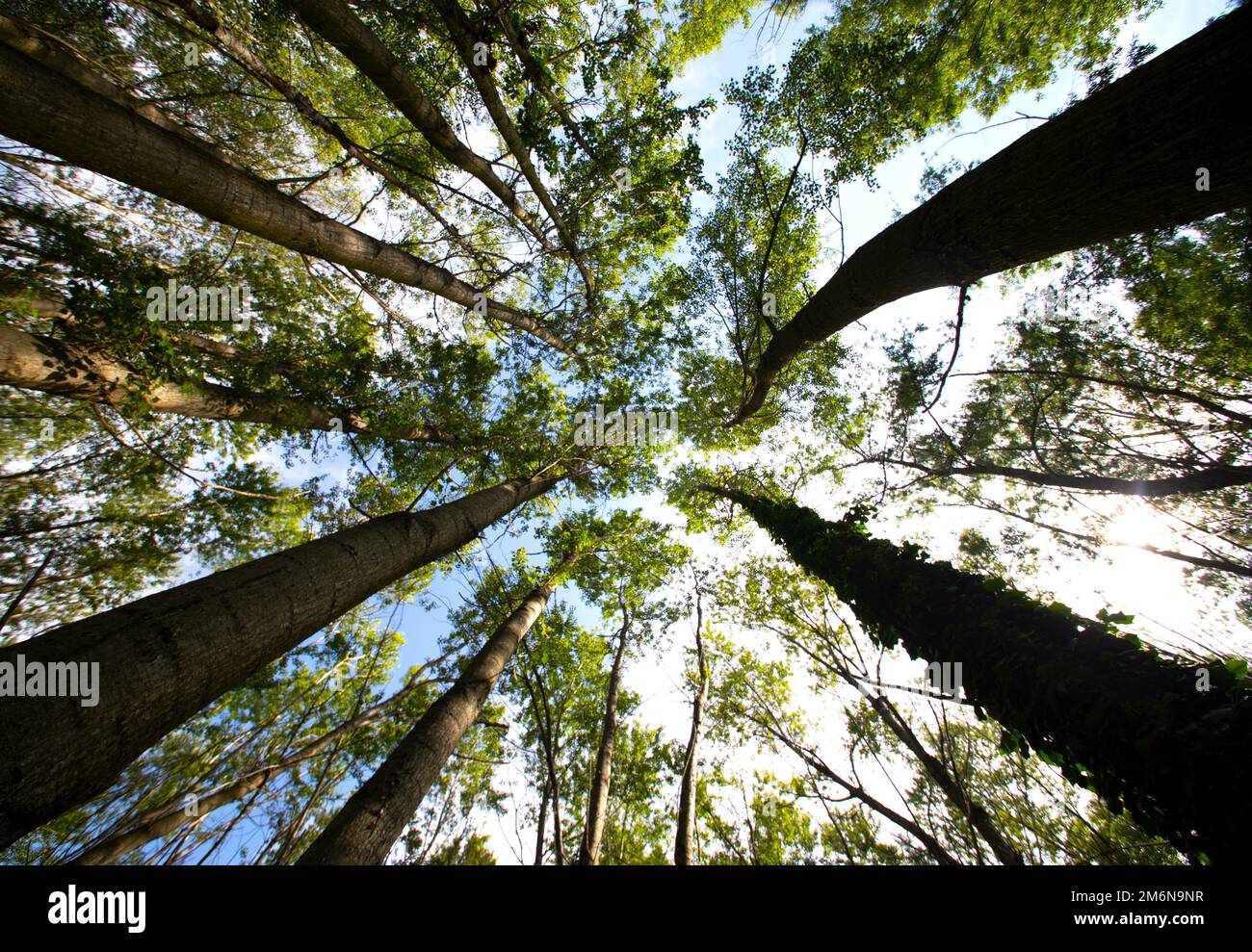forêt vue d'en dessous Photo Stock - Alamy