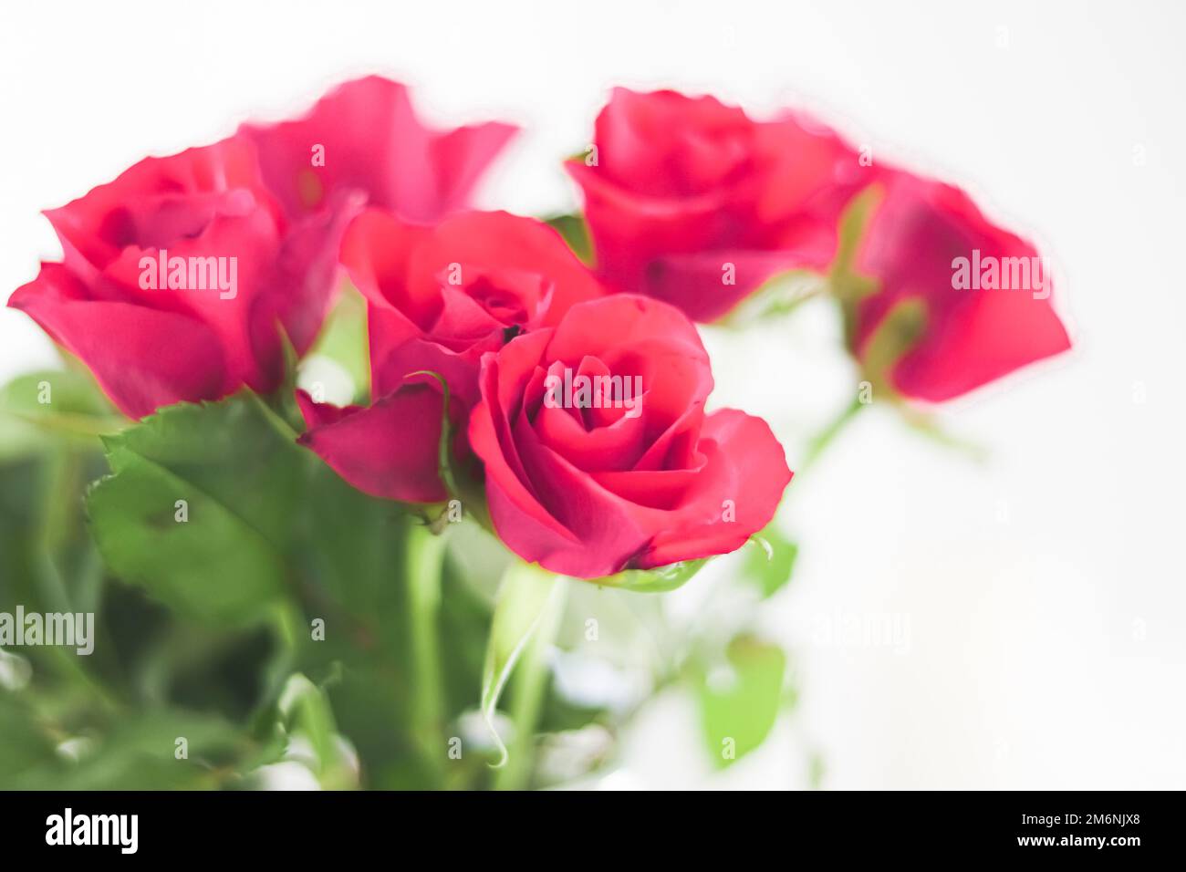 Carte de remerciement avec des roses roses Banque de photographies et d ...