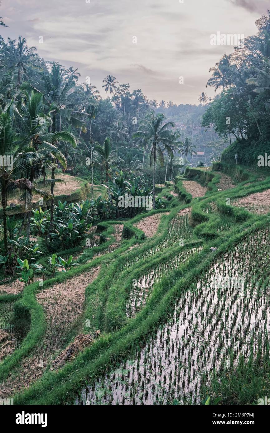 Plan vertical des terrasses de riz tegallalang à Ubud sur l'île de Bali ...