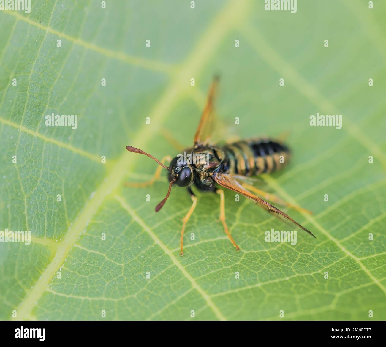 Club d'insectes Banque de photographies et d’images à haute résolution ...
