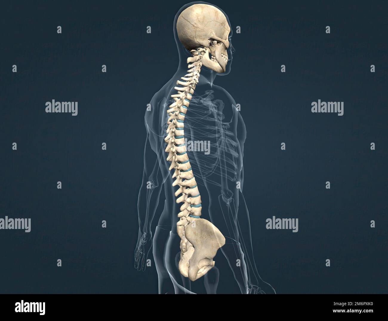 Anatomie 3d muscles nuque crane Banque de photographies et d’images à ...