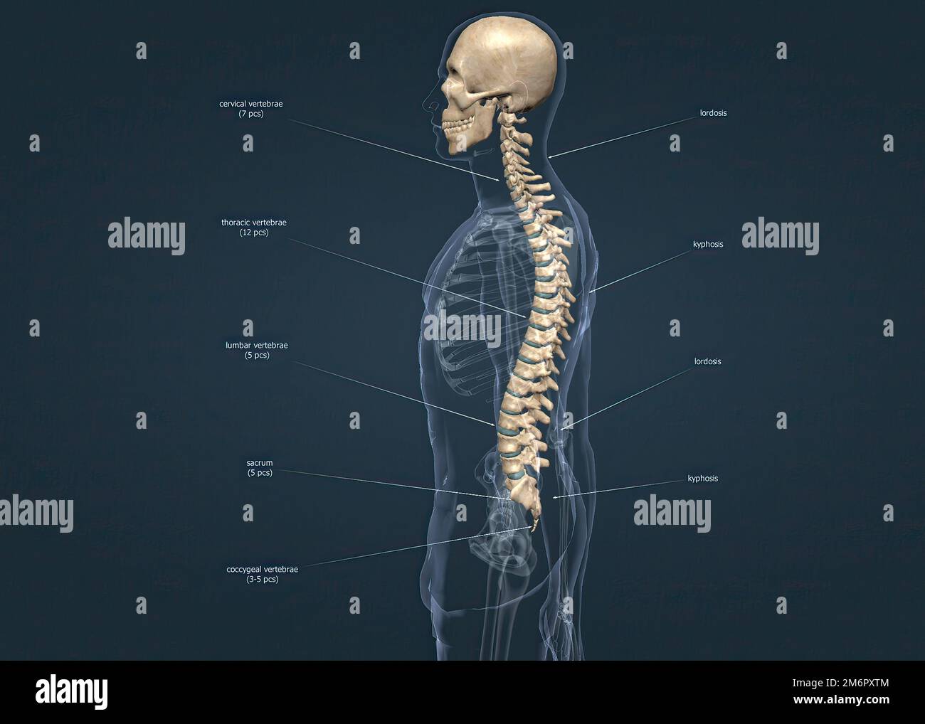 Anatomie d'une illustration du rachis normal 3D Photo Stock - Alamy