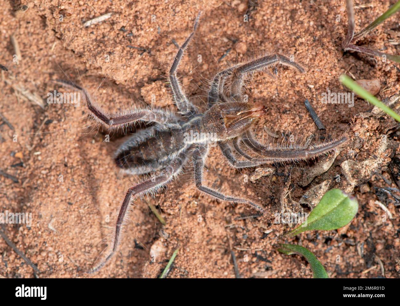Sun spider solifugae Banque de photographies et d’images à haute ...