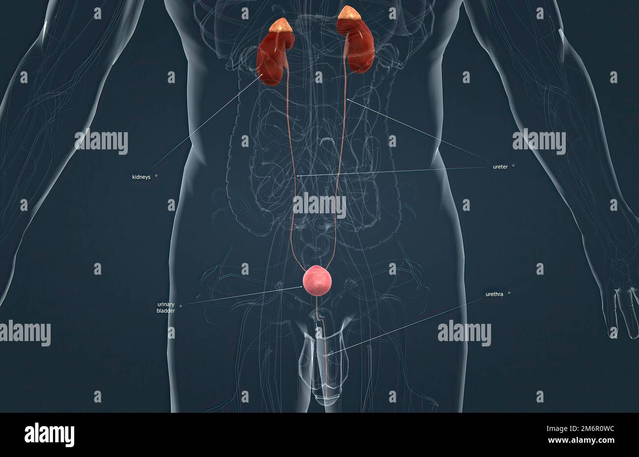 Les organes du système urinaire comprennent les reins, le bassin rénal ...