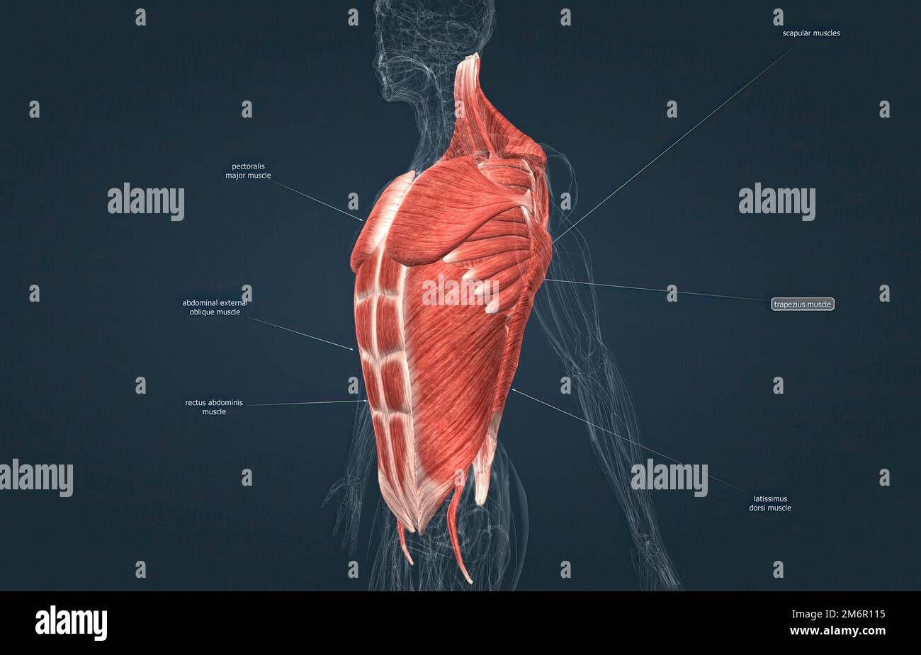 Muscles mimétiques Banque de photographies et d’images à haute ...