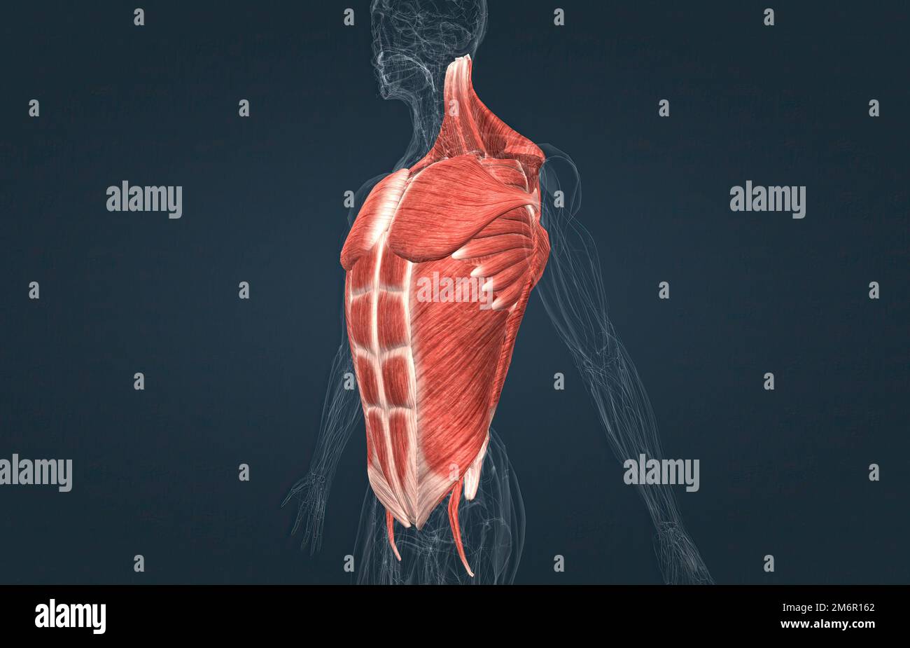 Les muscles du tronc comprennent ceux qui déplacent la colonne ...