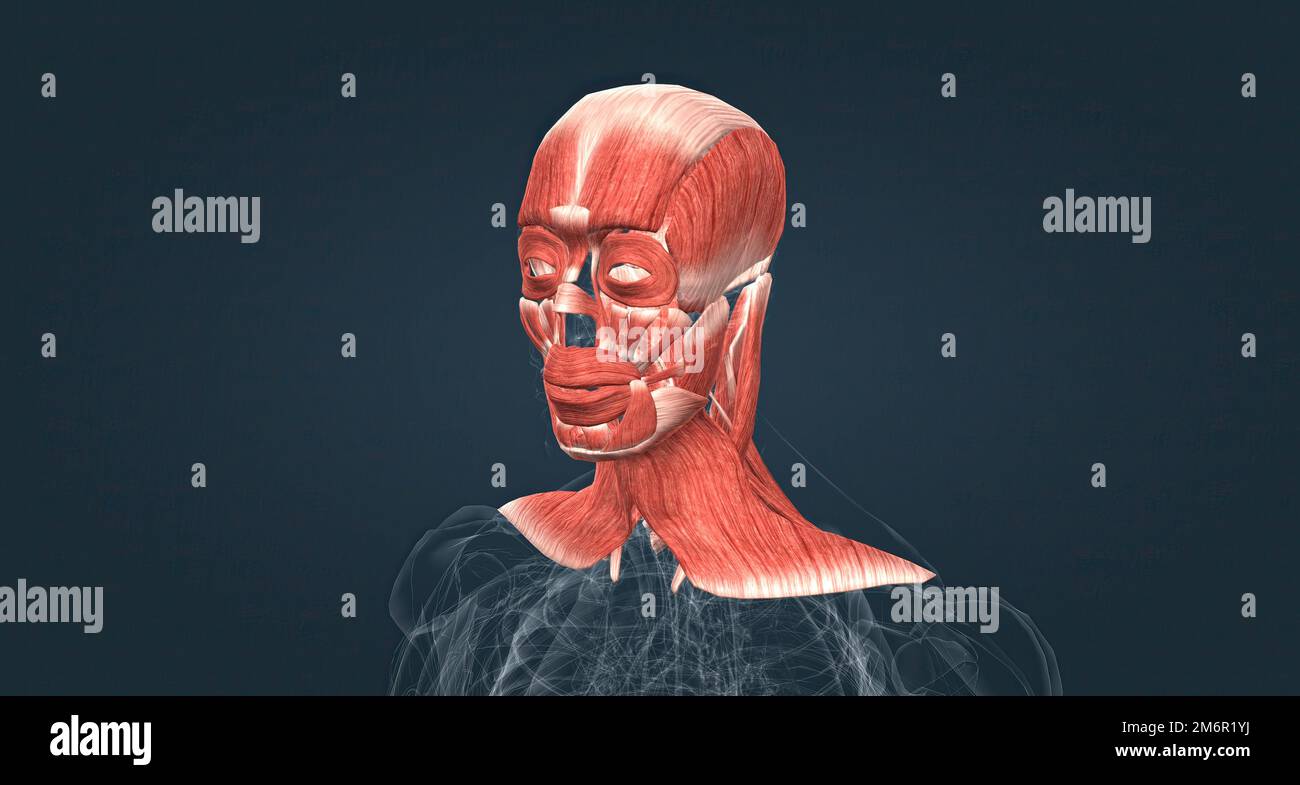 Anatomie 3d muscles nuque Banque de photographies et d’images à haute ...