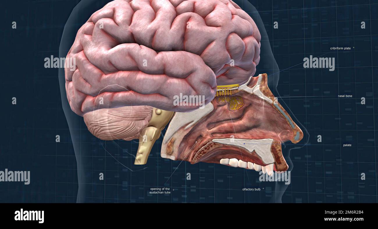 Organe olfactif il y a deux bulbes olfactif sur la partie inférieure du ...