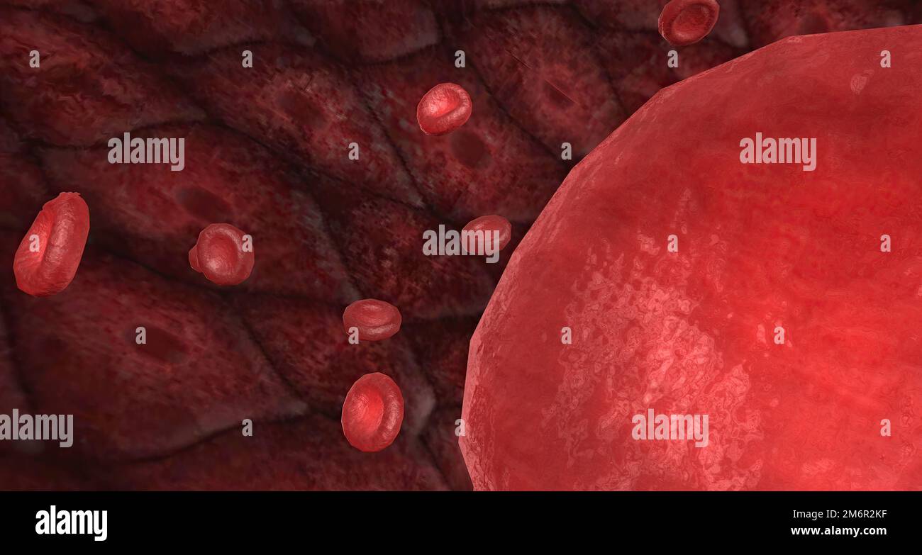 Le sang circule à travers un réseau de vaisseaux appelés système ...