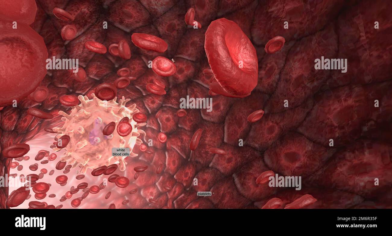 Phagocytose des globules rouges Banque de photographies et d’images à ...