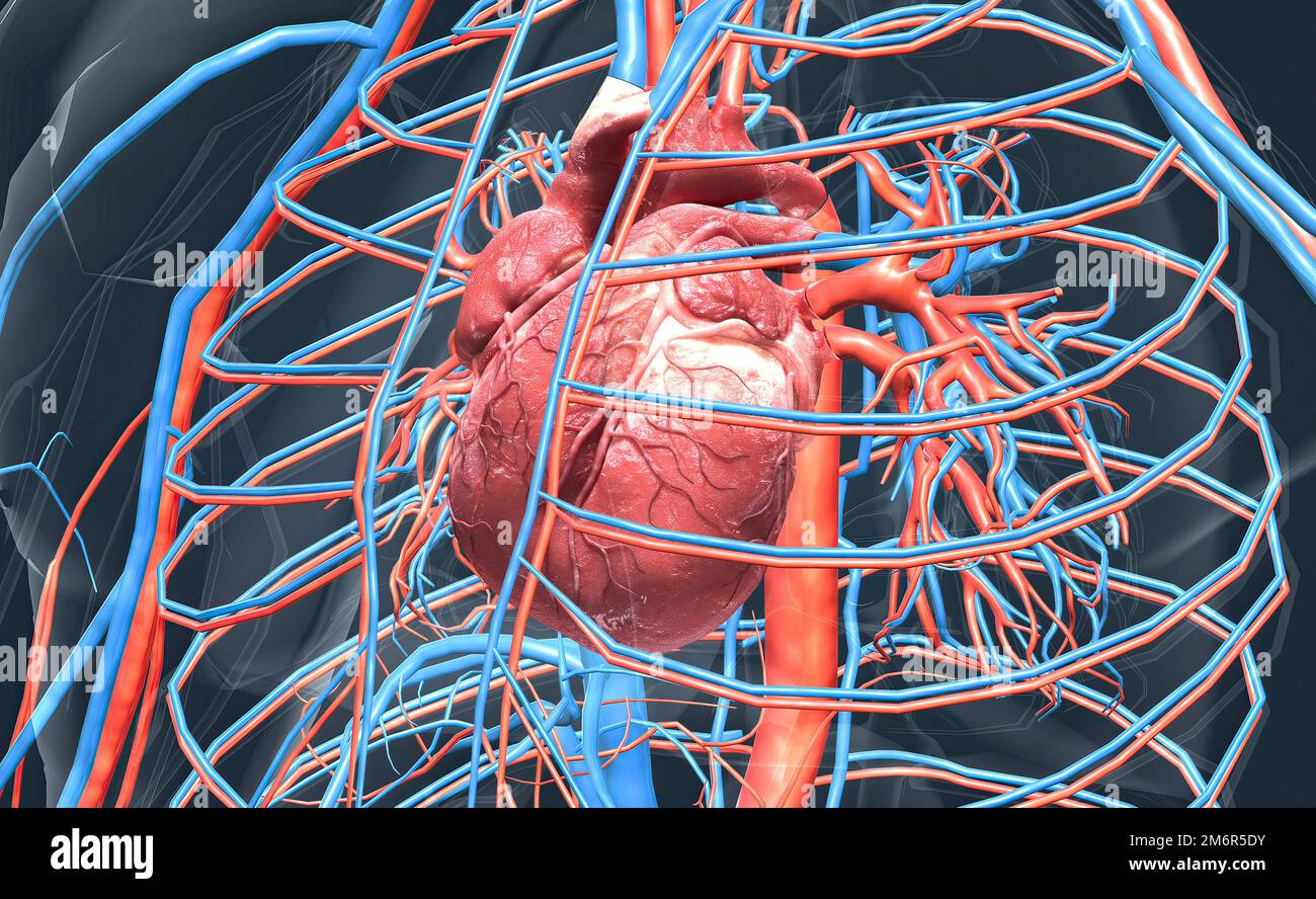 Le système circulatoire ou cardiovasculaire est le système organique ...