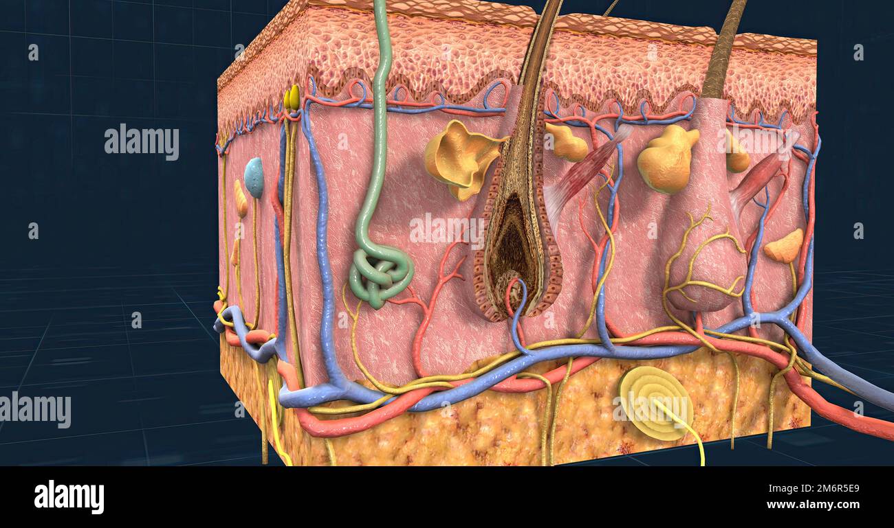 Anatomie de la peau, montrant l'épiderme, le derme et le tissu sous ...