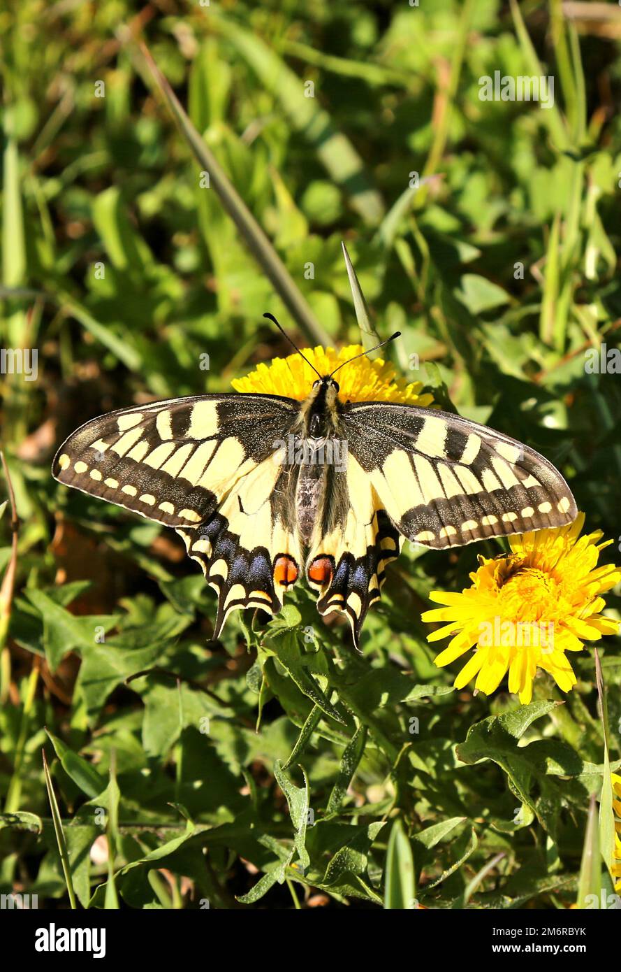 Papilio podalirius ou rare papillon à queue rouge sur une prairie à ...