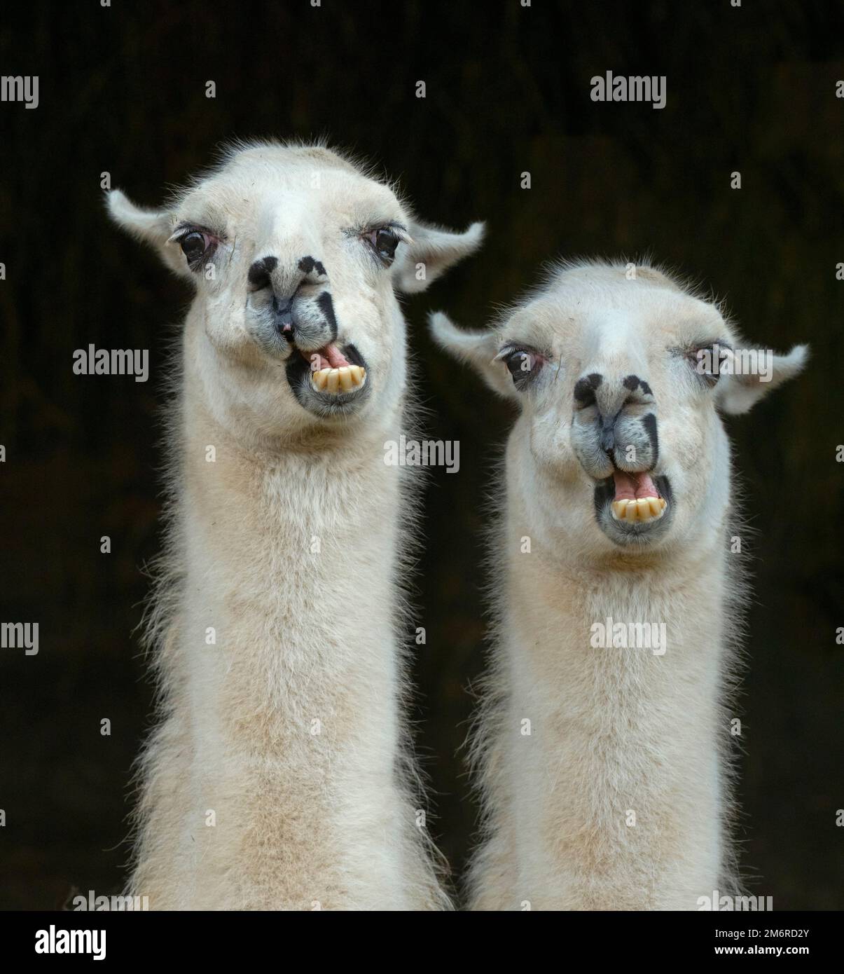 Lama portrait Banque de photographies et d’images à haute résolution ...