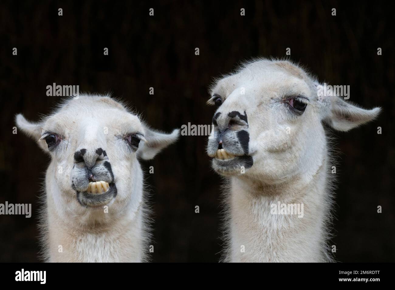 Lama portrait Banque de photographies et d’images à haute résolution ...