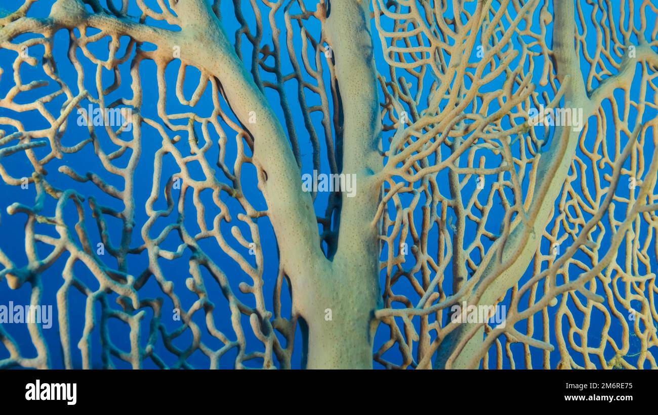 Détails du corail mou (Subergorgia mollis) Gorgonien géant ou ...