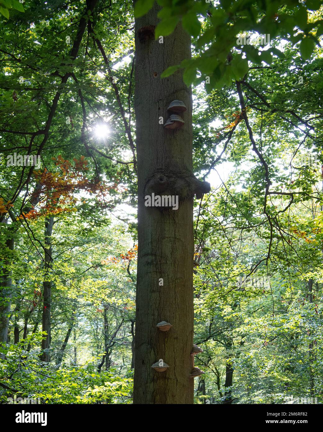 Parc national edersee Banque de photographies et d’images à haute ...