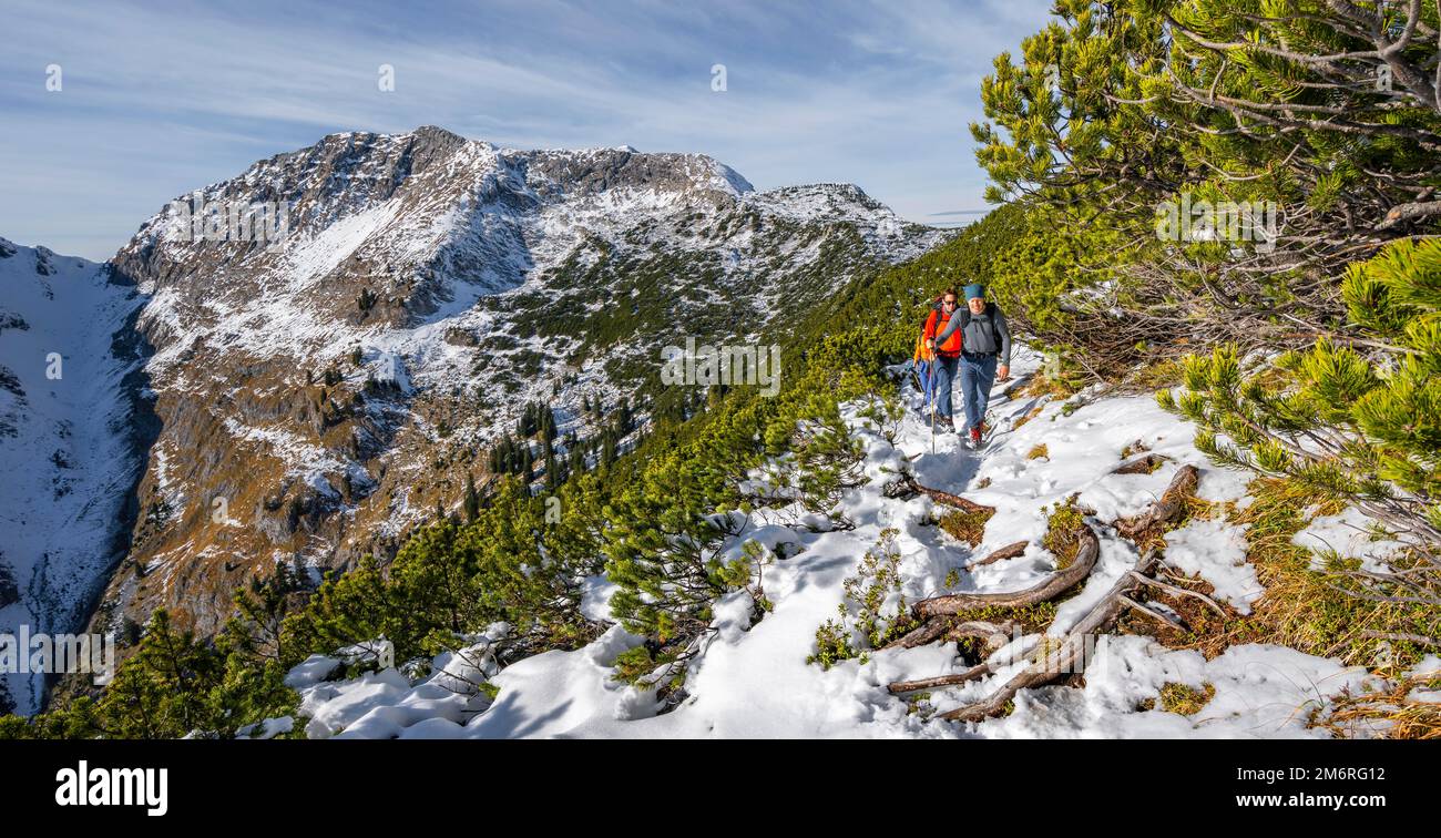 Randonnée entre pins de montagne, sentier de randonnée vers ...