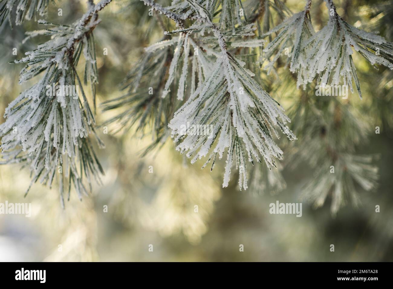Branches de pin givrée. Scène ensoleillée, enneigée, enneigée et gelée ...