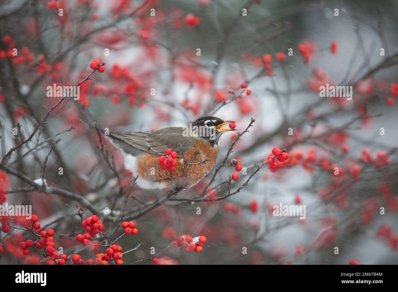 01382-05215 Merle d'Amérique (Turdus migratorius) manger berry en ...