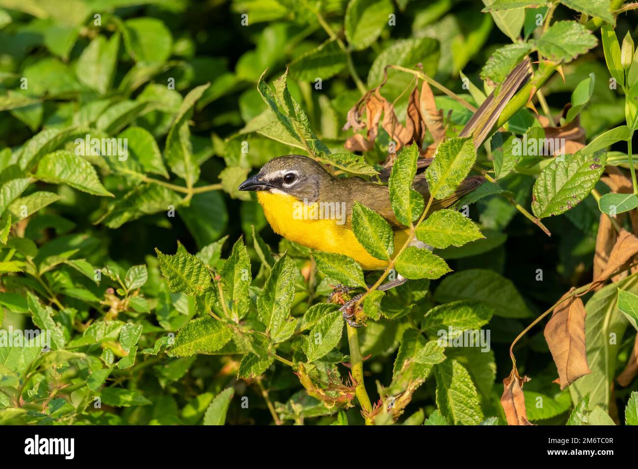 01492-00517 Chat jaune (Icteria virens) Marion Co. IL Photo Stock - Alamy