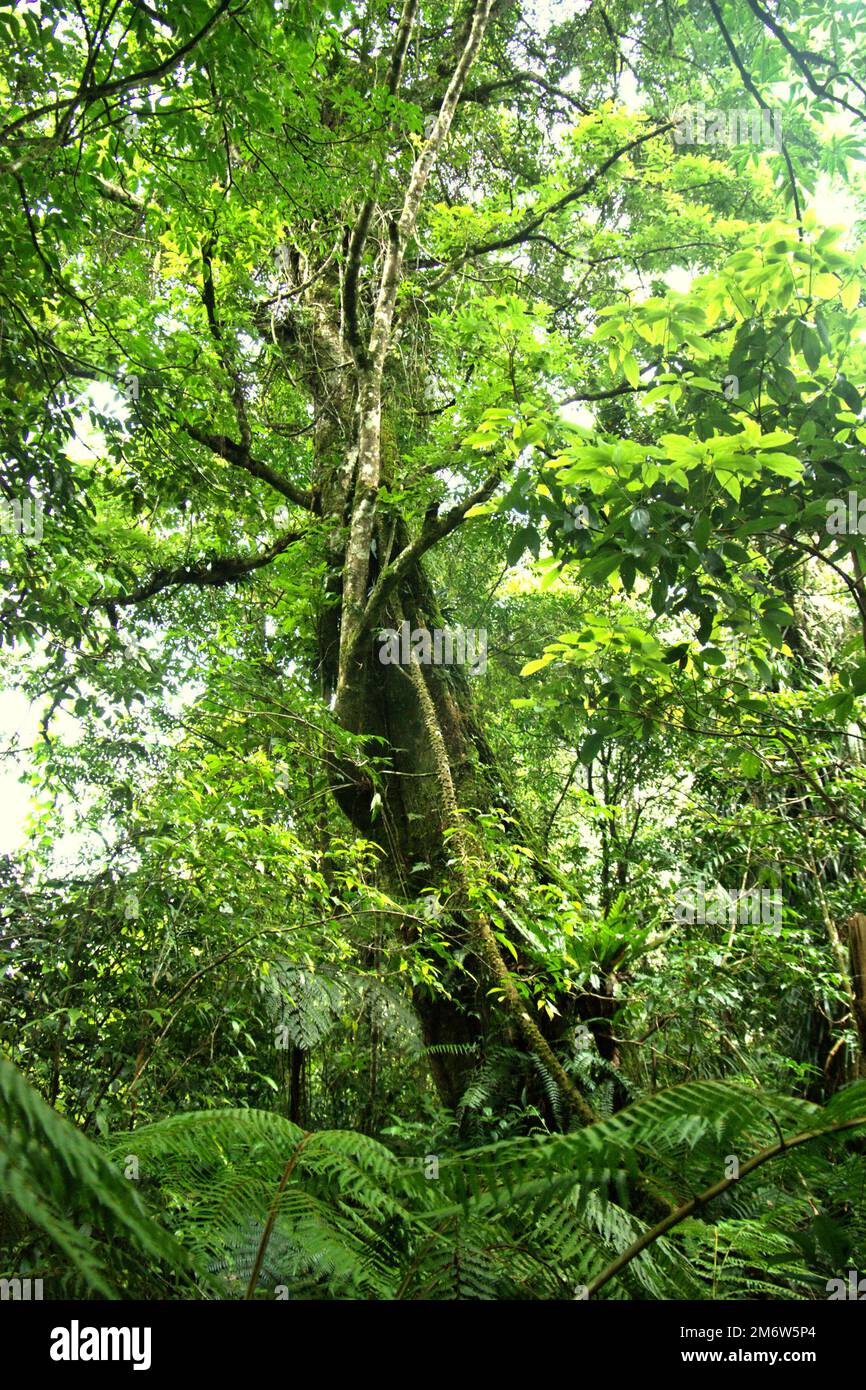 Forêt tropicale environnante Banque de photographies et d’images à ...