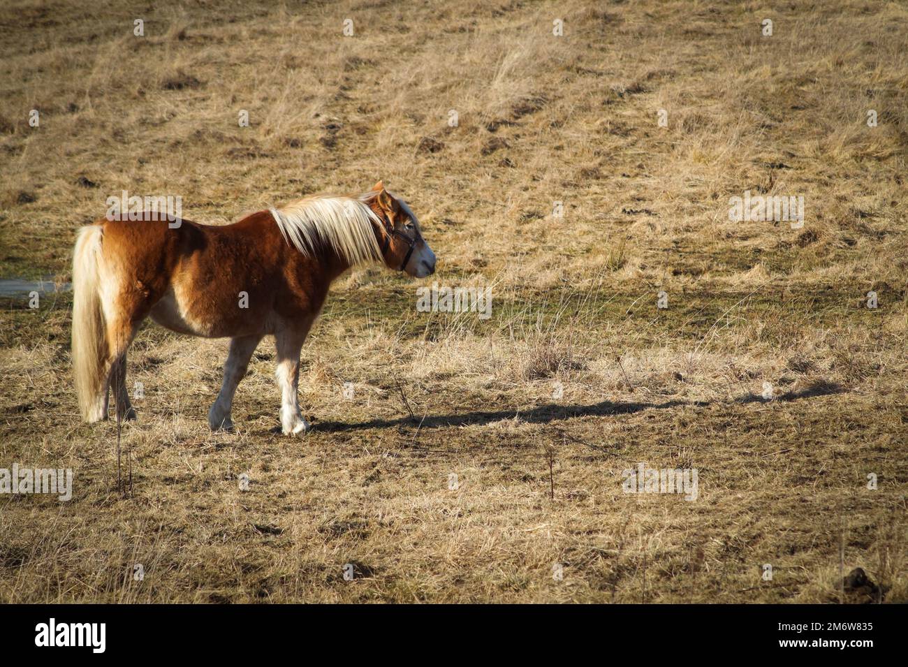 Cheval debout sur le terrain Banque de photographies et d’images à ...