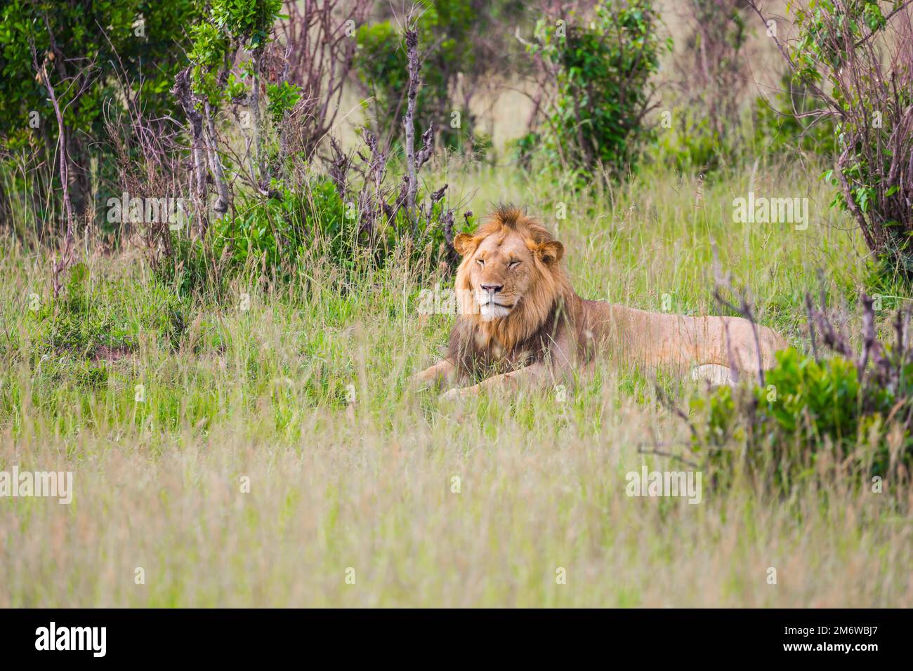 Jeune Lion Dafrique Banque De Photographies Et Dimages à Haute