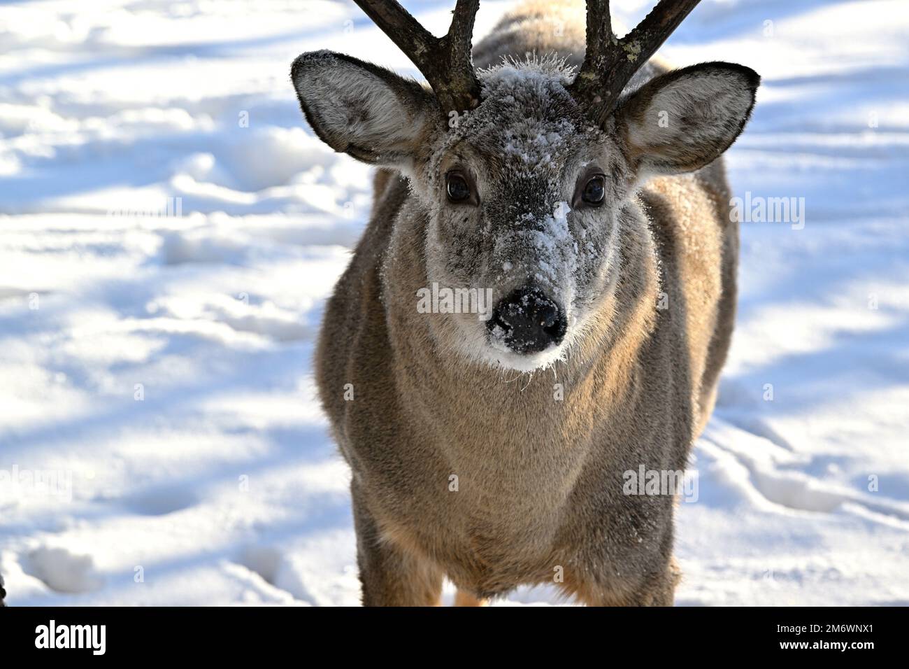 Un cerf de Virginie adulte 'Odocoileus virginianus', avec de la neige ...