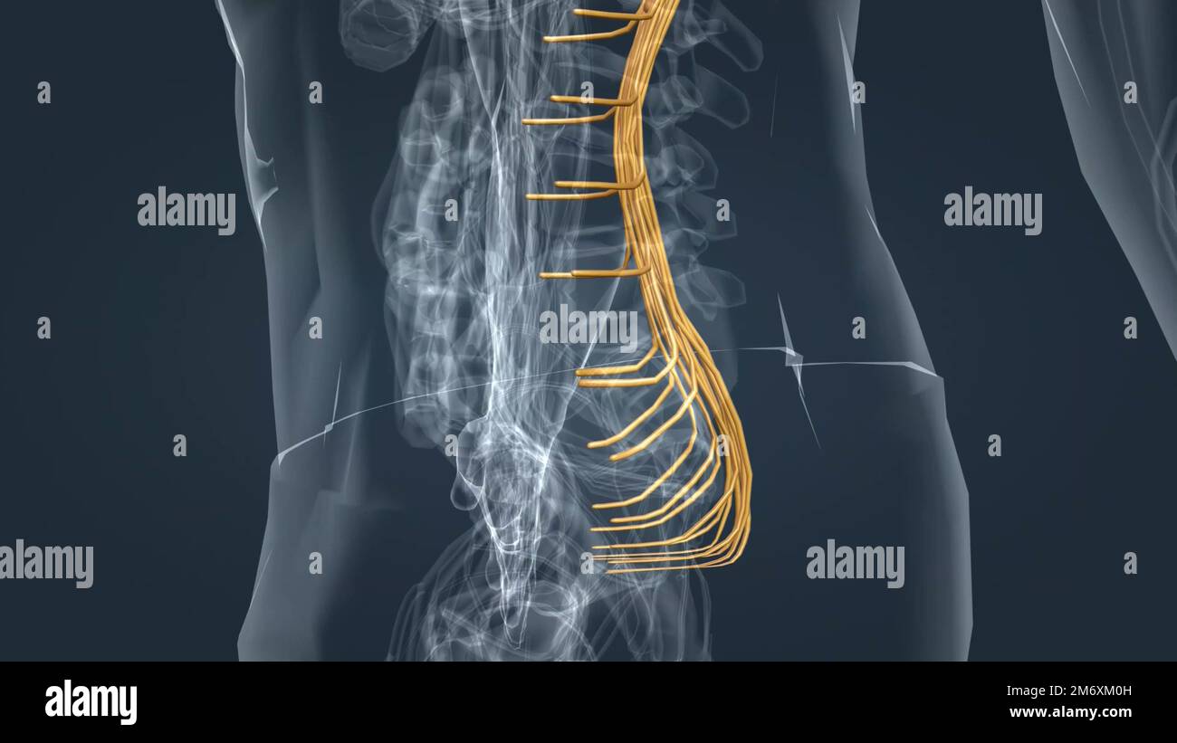 Nervios sacro Banque de photographies et d’images à haute résolution ...