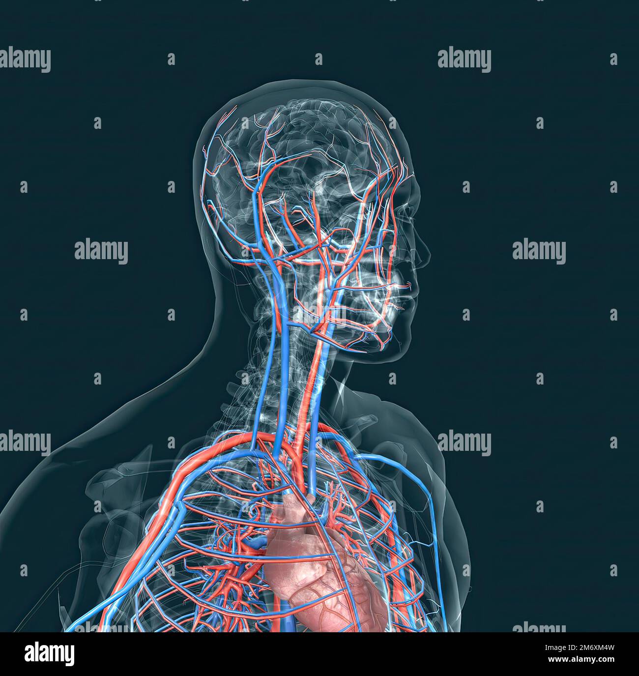 Le système circulatoire se compose de vaisseaux sanguins qui ...