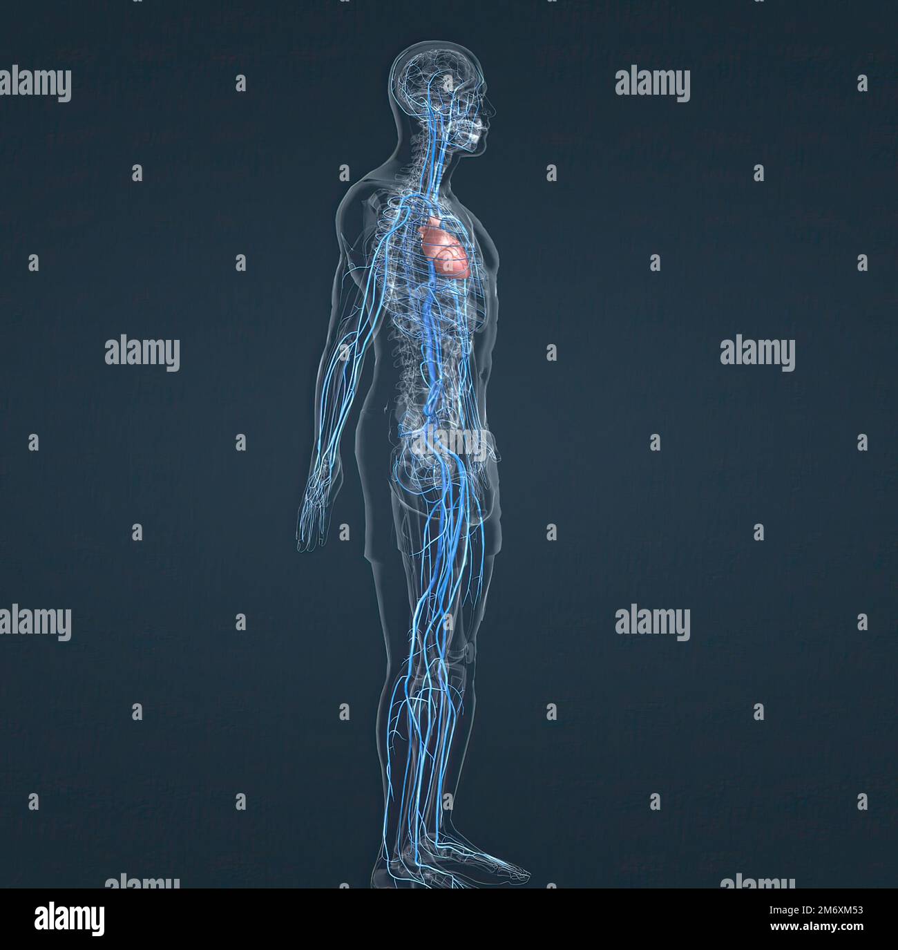 Le système circulatoire se compose de vaisseaux sanguins qui ...
