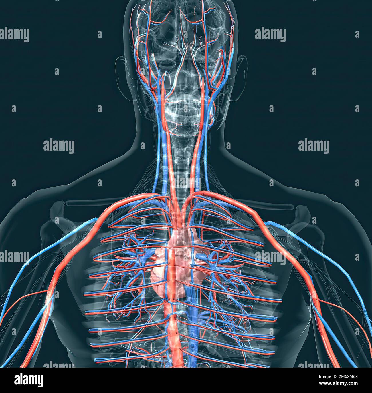 Le système circulatoire se compose de vaisseaux sanguins qui ...