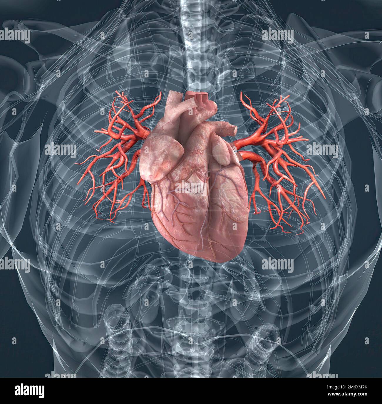 Les vaisseaux sanguins de la circulation pulmonaire sont les artères ...