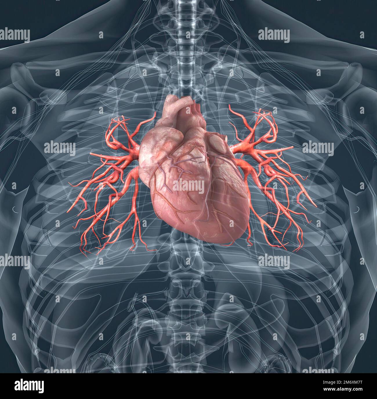 Les vaisseaux sanguins de la circulation pulmonaire sont les artères ...