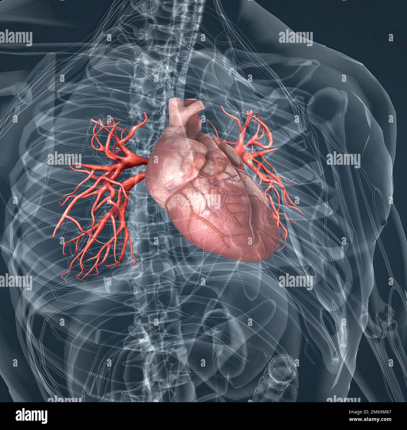 Les vaisseaux sanguins de la circulation pulmonaire sont les artères ...