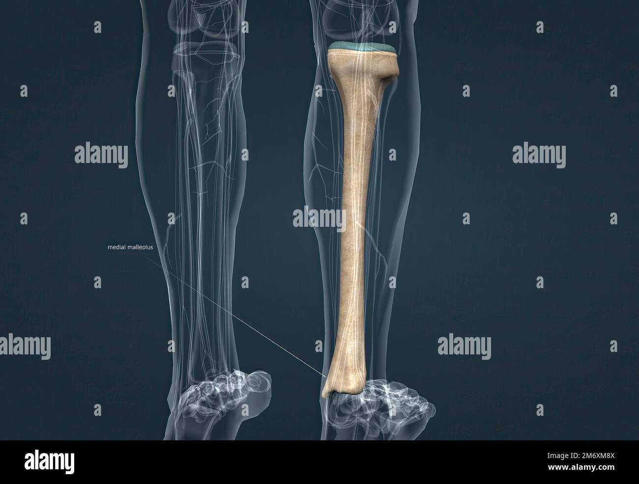 Dans l'anatomie humaine, le tibia est le deuxième plus grand os après ...