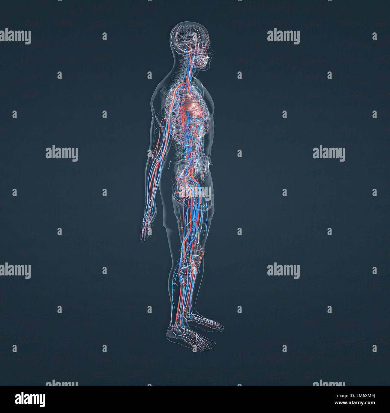 Le système circulatoire se compose de vaisseaux sanguins qui ...