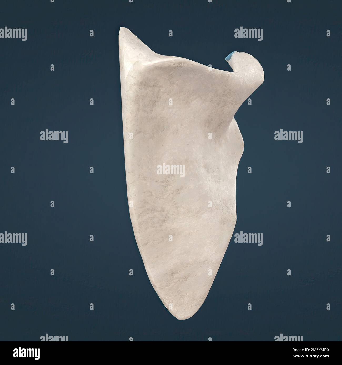 Structure of the scapula Banque de photographies et d’images à haute ...