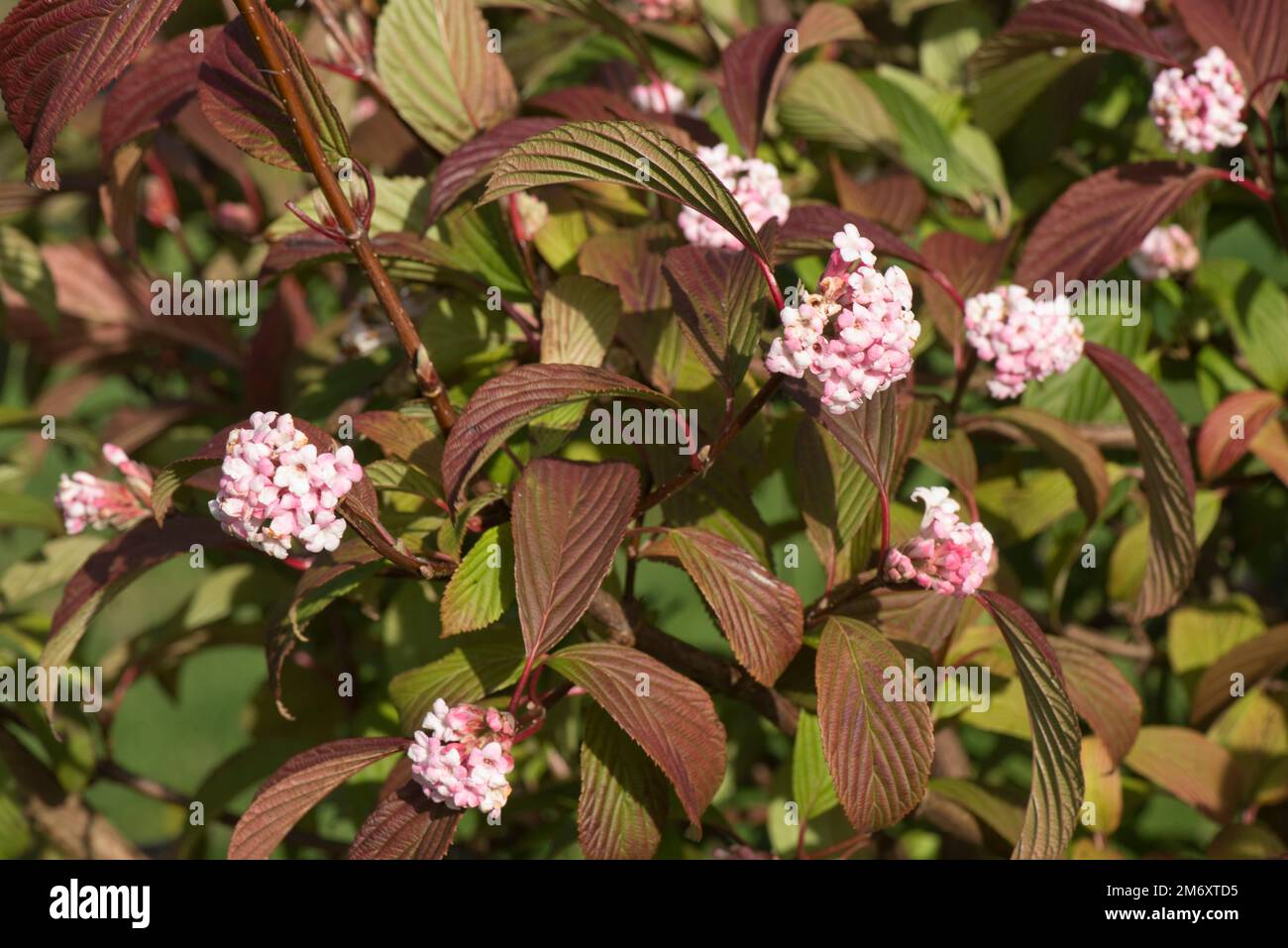 Viburnum X bodnantense 'Dawn' avec des grappes de fleurs roses ...