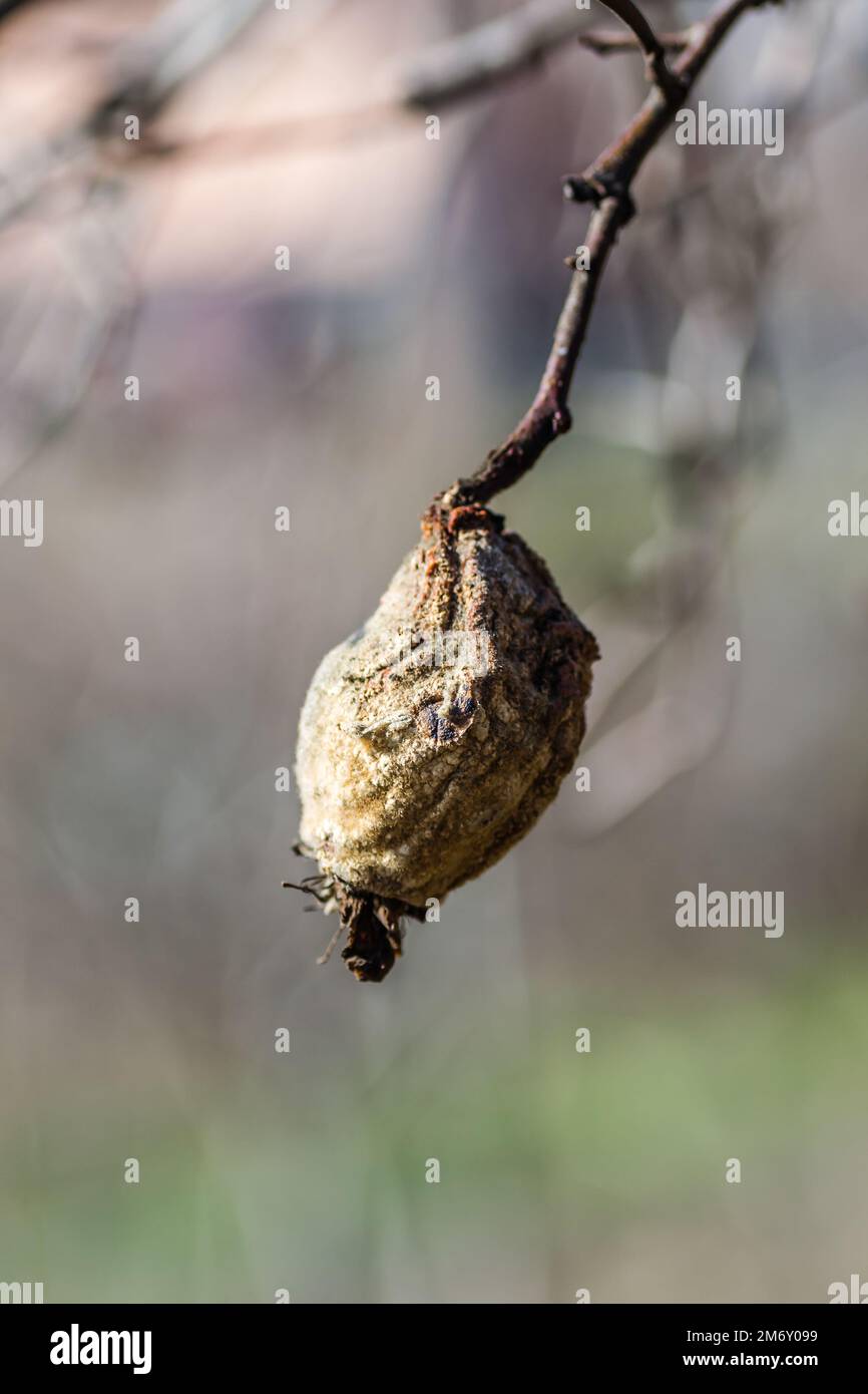 Sécher le fruit du coing dans la couronne de l'arbre. Pomme sèche ...