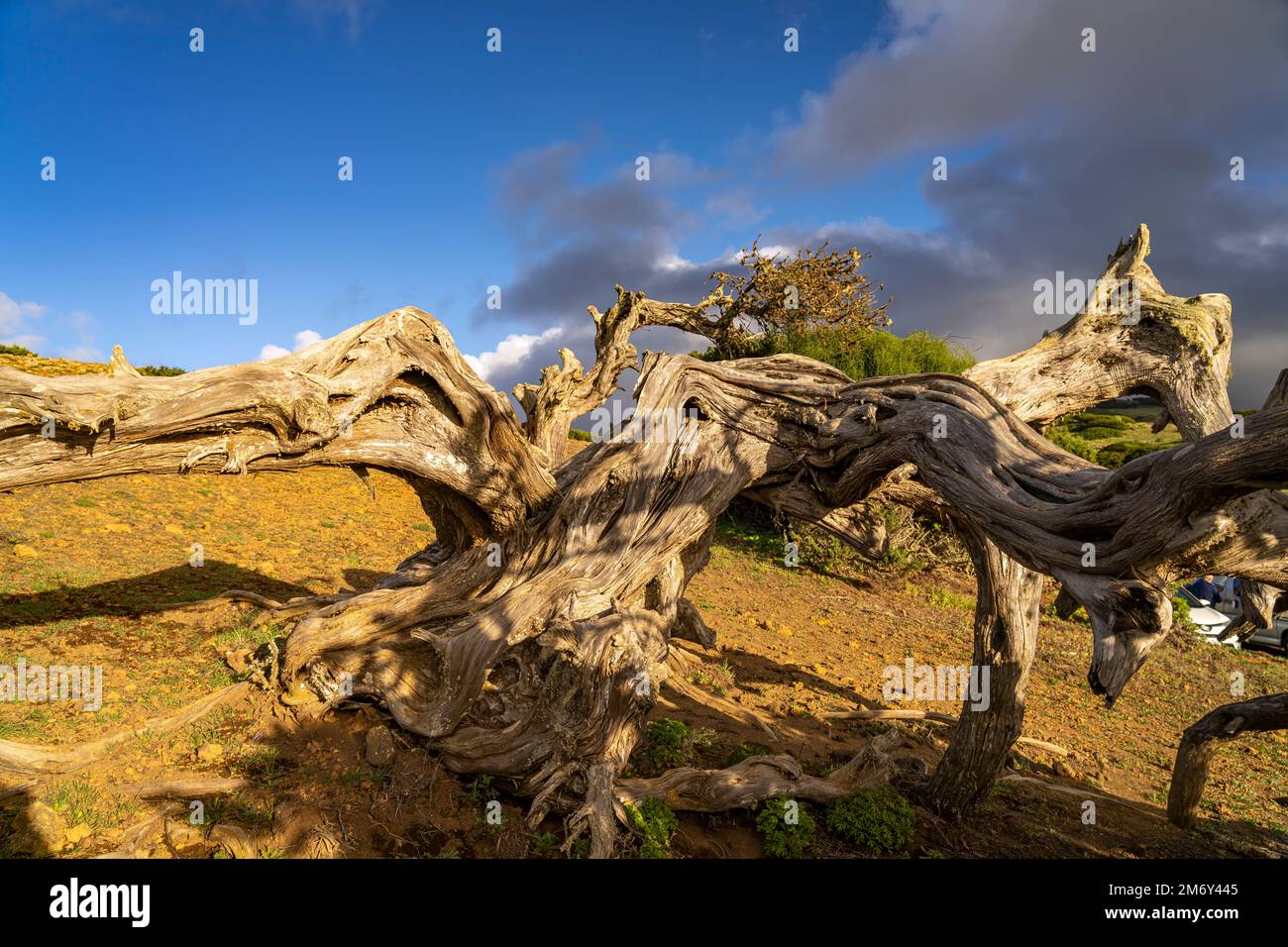 Vom vent geformter Wacholderbaum Sabina BEI El Sabinar, El Hierro ...