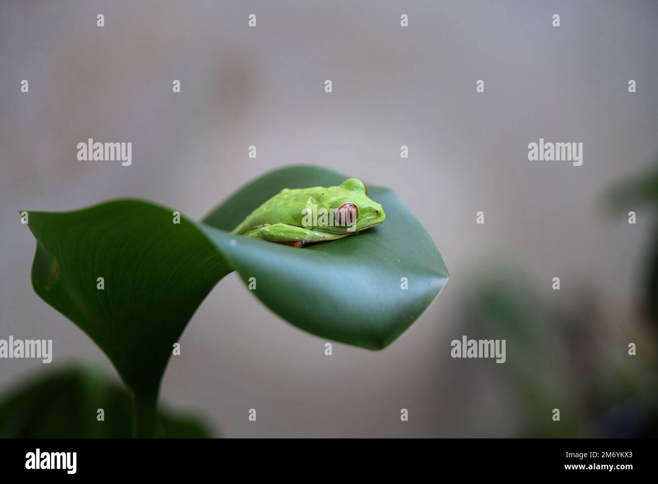Grenouille sous la pluie Banque de photographies et d’images à haute ...