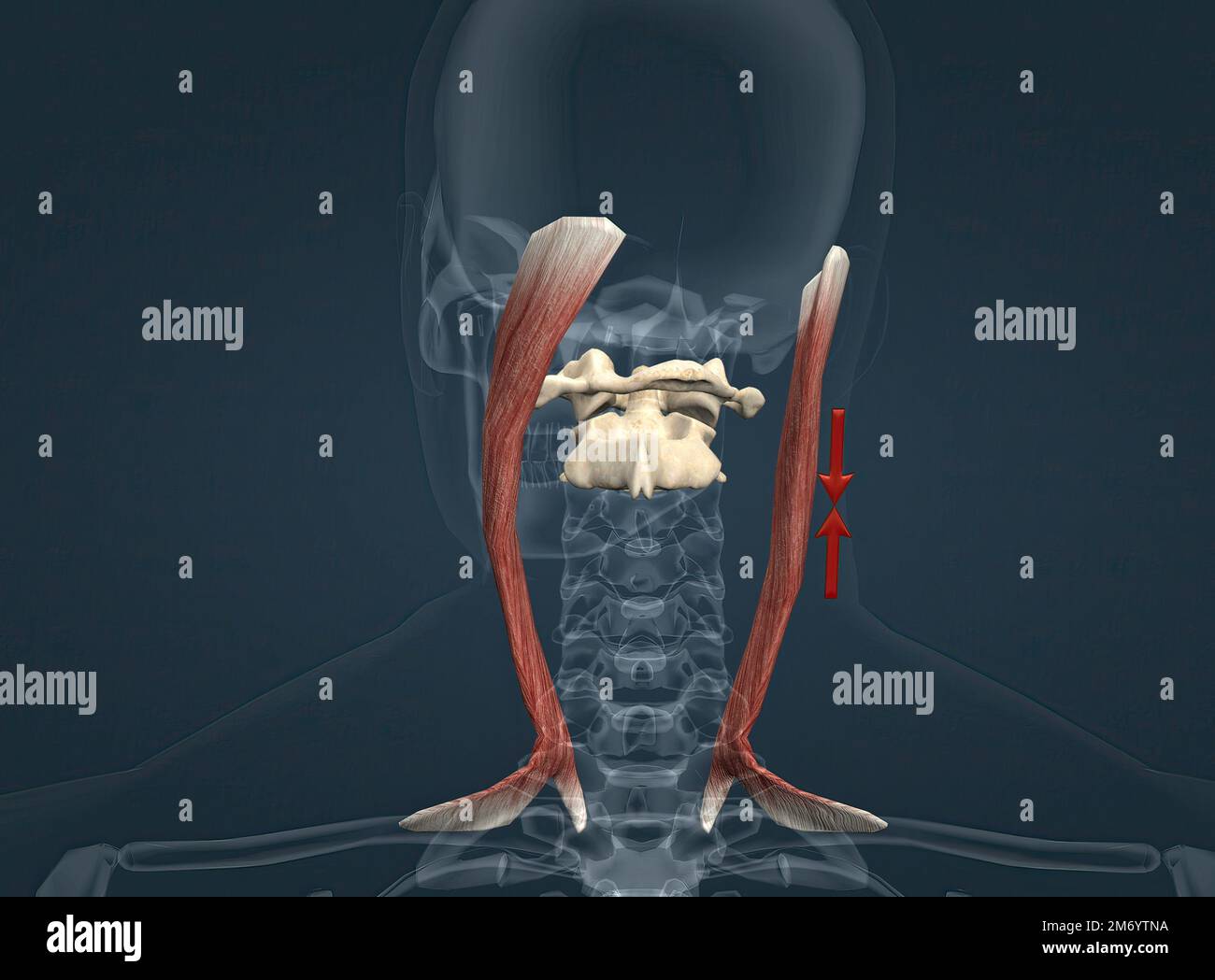 Anatomie 3d muscles nuque crane Banque de photographies et d’images à ...