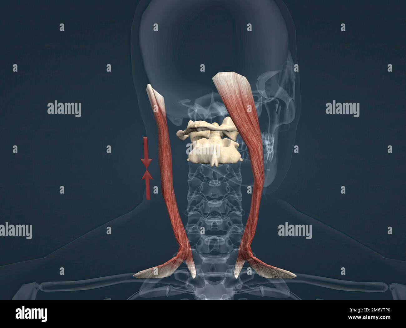 Anatomie 3d muscles nuque crane Banque de photographies et d’images à ...